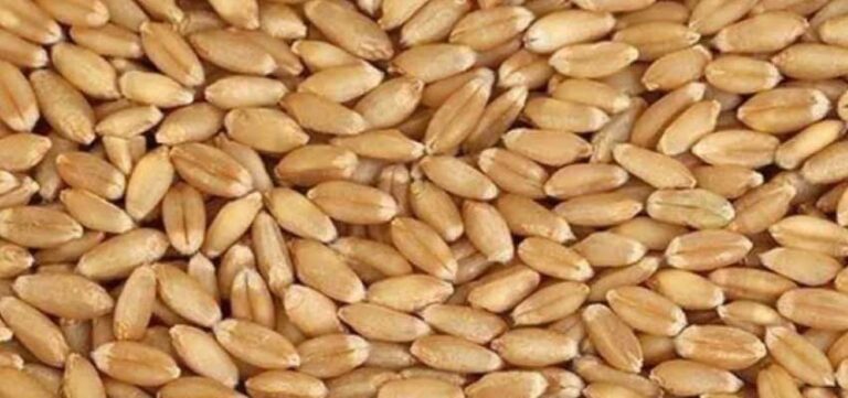 Types of Wheat, Their Uses and Benefits. A Comprehensive Guide ...