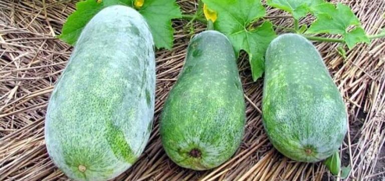 Ash Gourd: Surprising Benefits and Precautions - PlanMyMedical