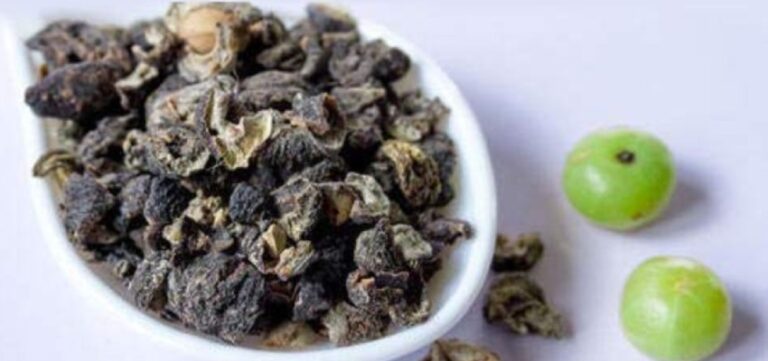 The Astonishing Amalaki: Exploring the Medicinal Marvels of Phyllanthus ...