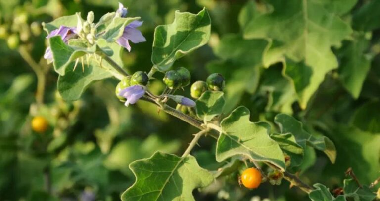 Solanum Xanthocarpum-A Talk About Solanum Xanthocarpum - PlanMyMedical