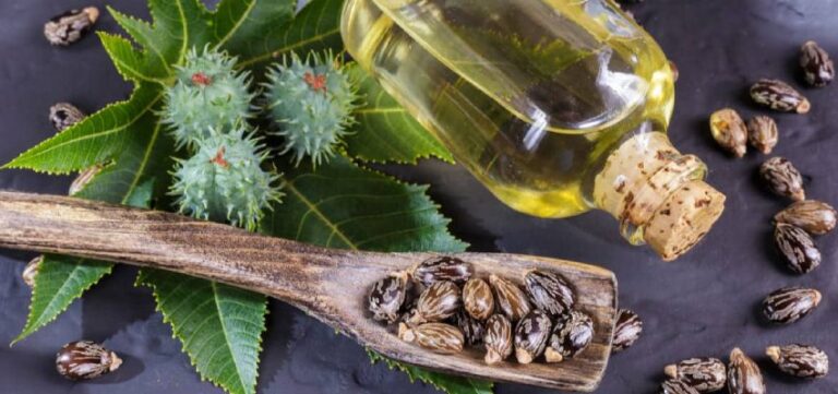 Unlocking the Power of Eranda (Castor Oil): Benefits, Uses, Precautions ...