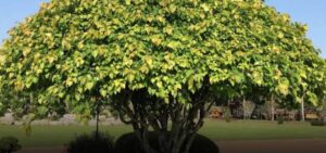 Sacred Aswatha Plant: Uses, Benefits, and Scientific Name - PlanMyMedical