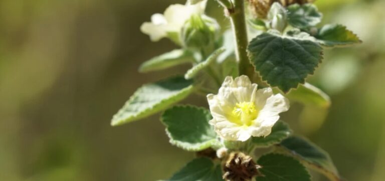 Sida Cordifolia Herb - Medical Benefits and Uses - PlanMyMedical