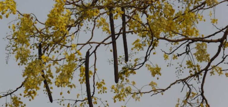 Aragwadha Plant: Medical Uses & Benefits - PlanMyMedical
