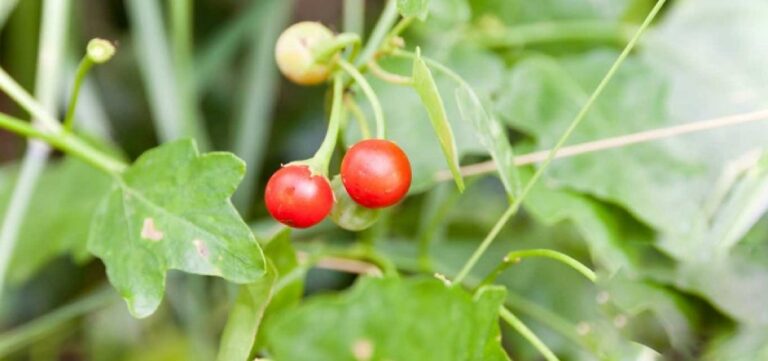 Brihati Or “Solanum Indicum”: An Ayurvedic Medicinal Marvel - PlanMyMedical