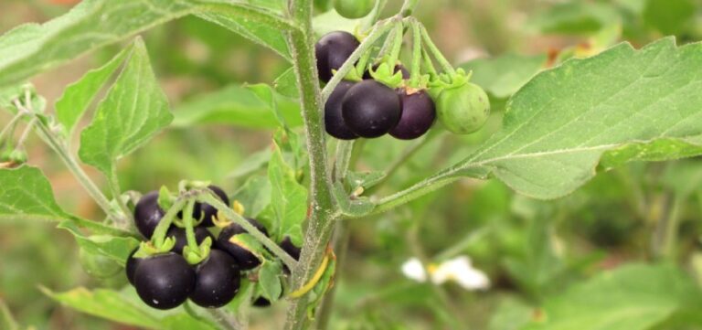Brihati Or “Solanum Indicum”: An Ayurvedic Medicinal Marvel - PlanMyMedical