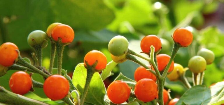 Brihati Or “Solanum Indicum”: An Ayurvedic Medicinal Marvel - PlanMyMedical